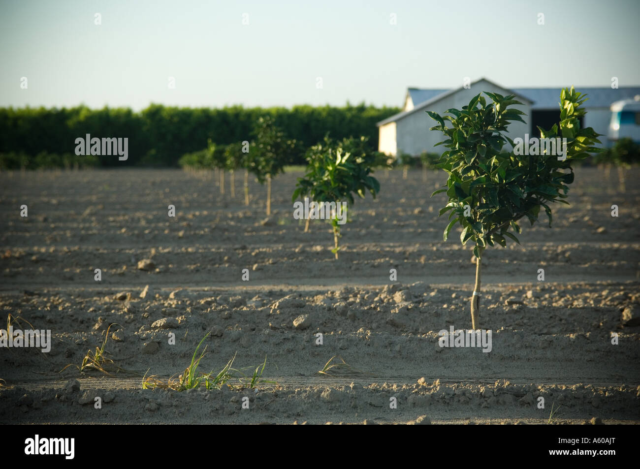Fruit trees in a row Stock Photo - Alamy
