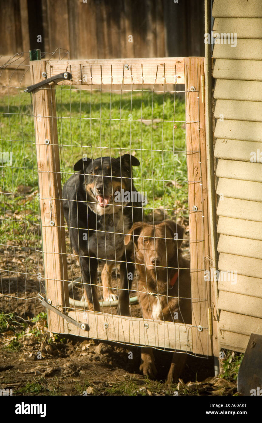 Two dogs behind a fence Stock Photo - Alamy
