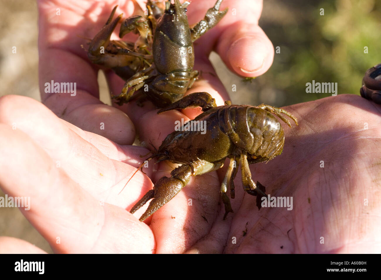 Native White Clawed Crayfish in the hand Stock Photo - Alamy