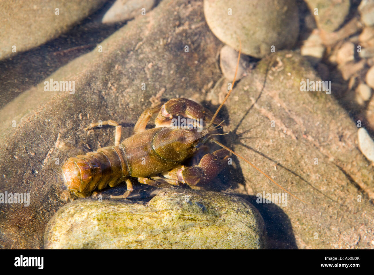 Native White Clawed Crayfish on the bed of the river Lune in the ...
