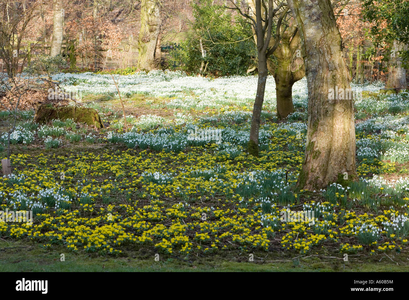 Snowdrops and winter aconites in an orchard Stock Photo - Alamy