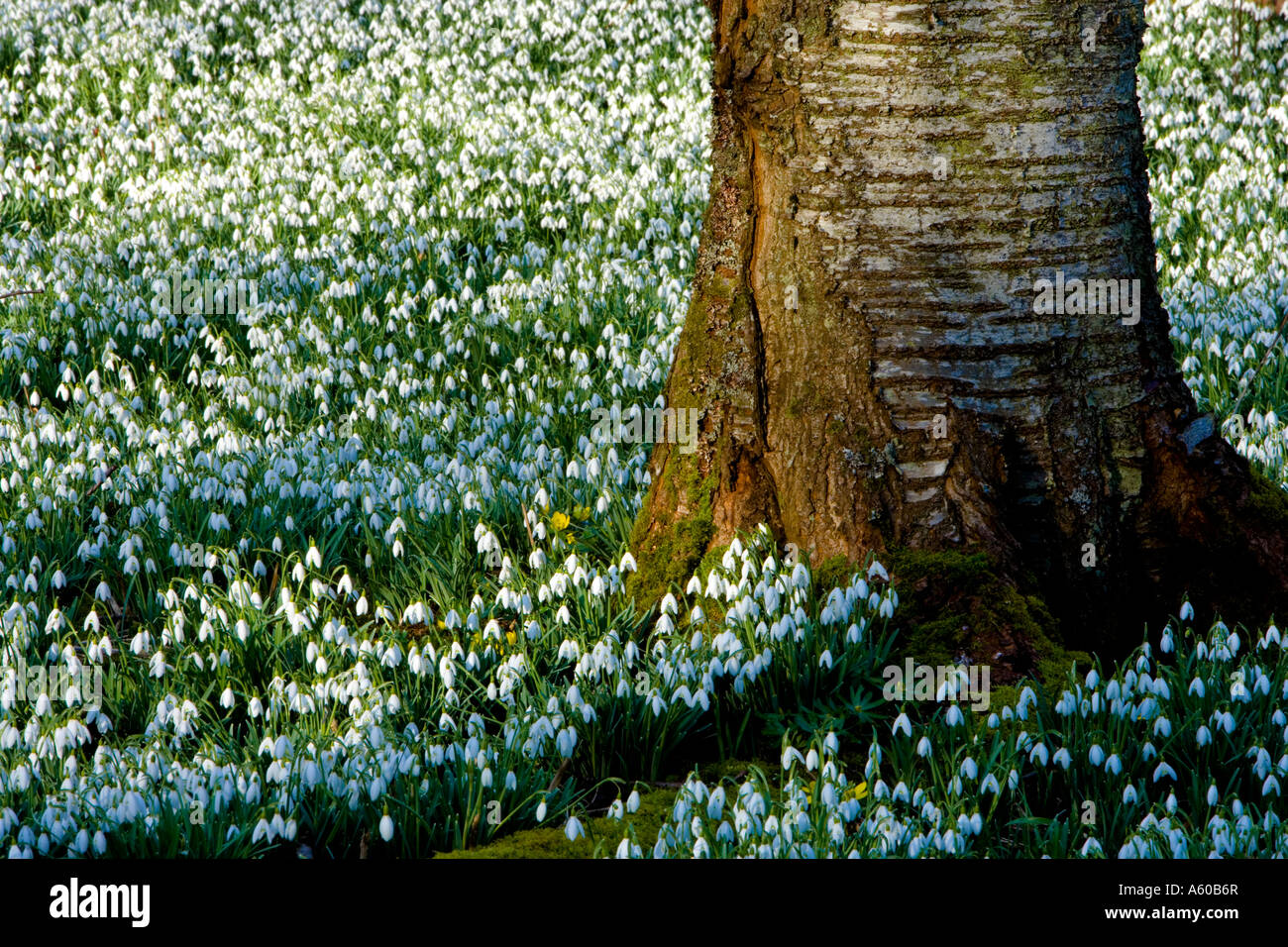 Drift of blossom hi-res stock photography and images - Alamy
