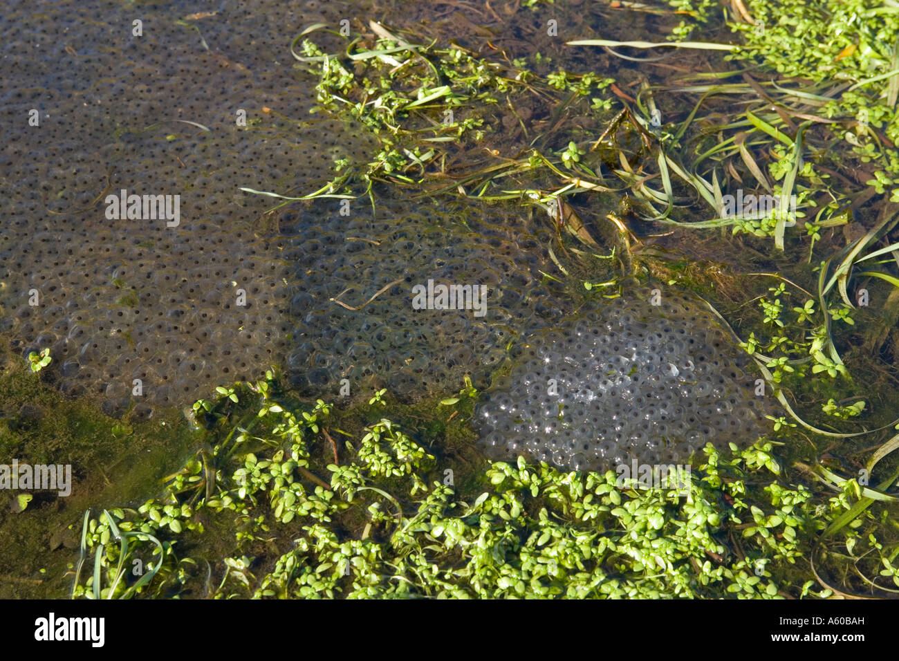 mass of frogspawn in a spring pool Stock Photo - Alamy