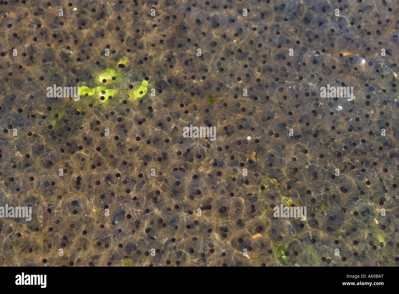 mass of frogspawn in a spring pool Stock Photo - Alamy