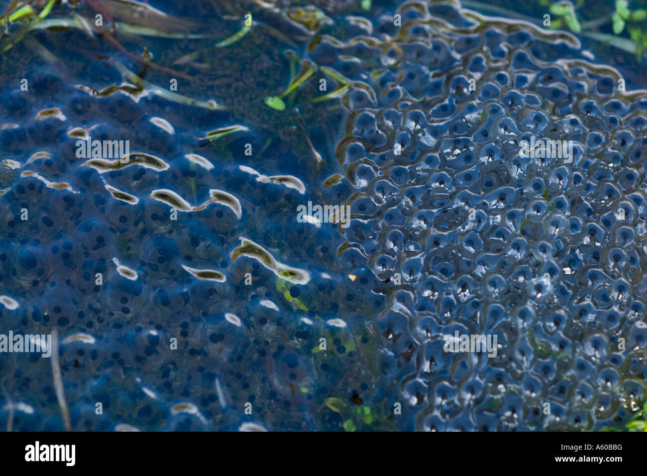 mass of frogspawn in a spring pool Stock Photo - Alamy