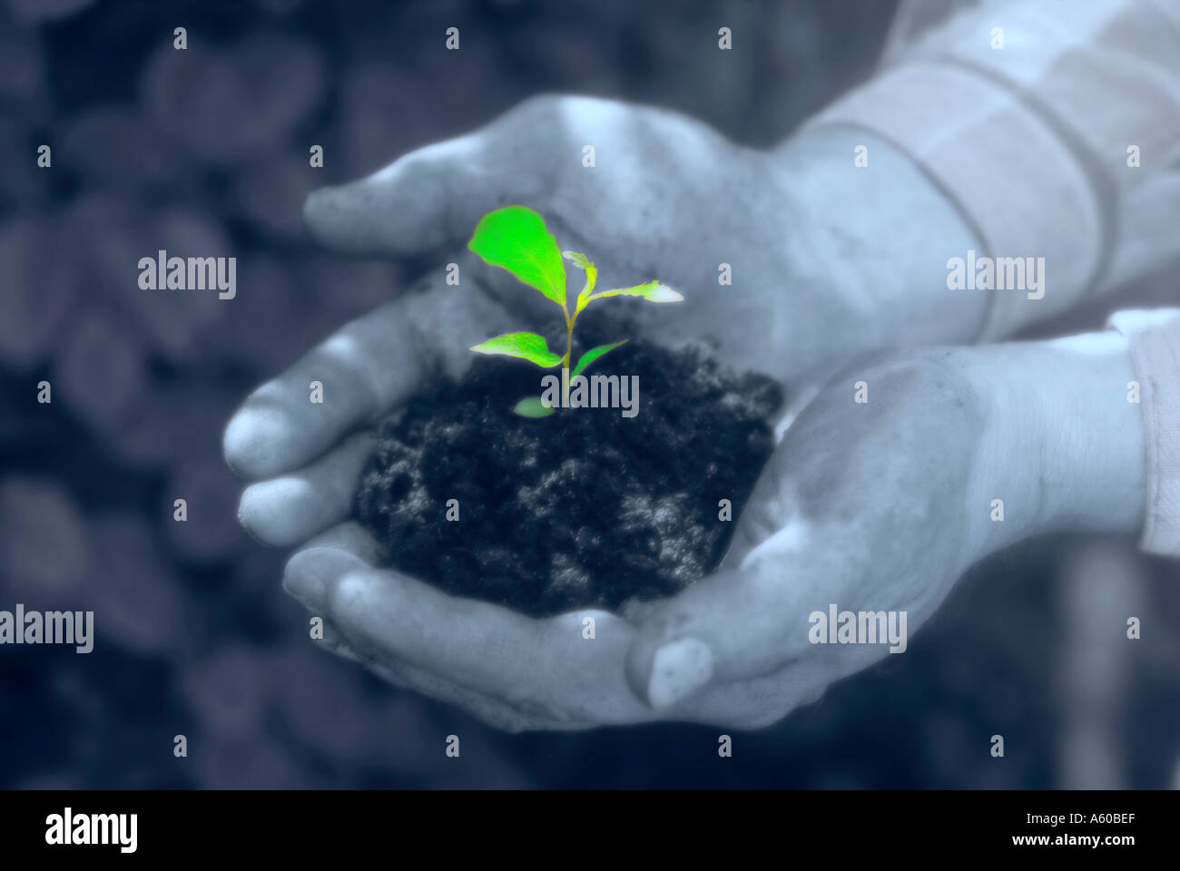 Growth Hands holding a plant MODEL RELEASED Stock Photo - Alamy
