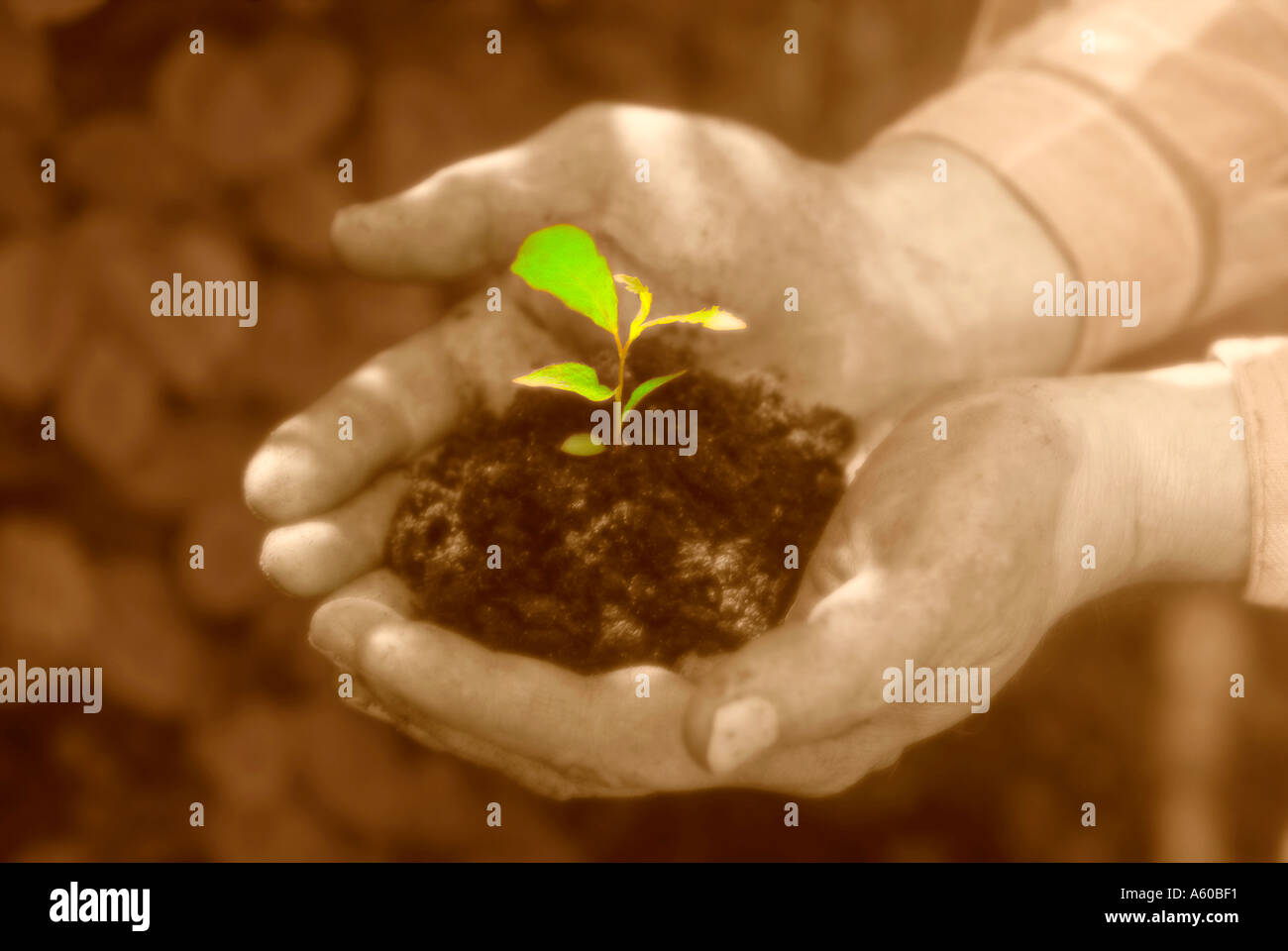 Growth Hands holding a plant MODEL RELEASED Stock Photo - Alamy