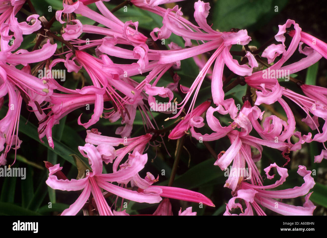 Nerine flowers hi-res stock photography and images - Alamy