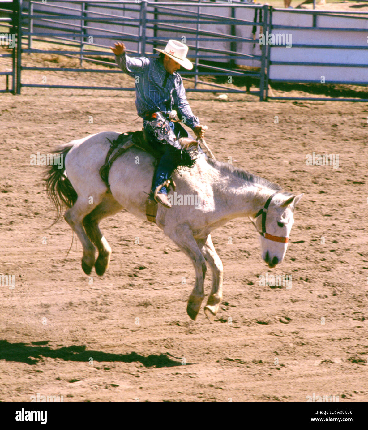 Cowboy on bucking bronco hi-res stock photography and images - Alamy