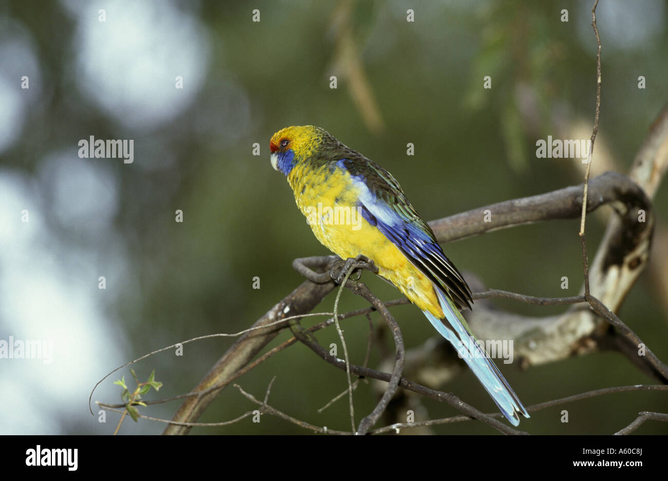 Green Rosella Platycercus caledonicus Tasmania Australia Stock Photo ...