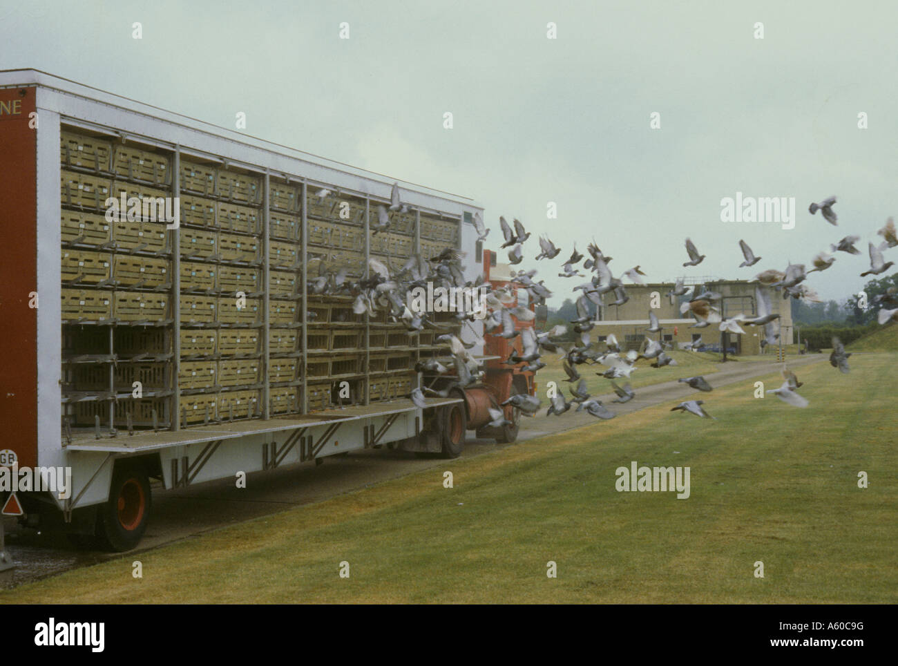 Domestic Pigeon Being released from carrier racing Stock Photo - Alamy