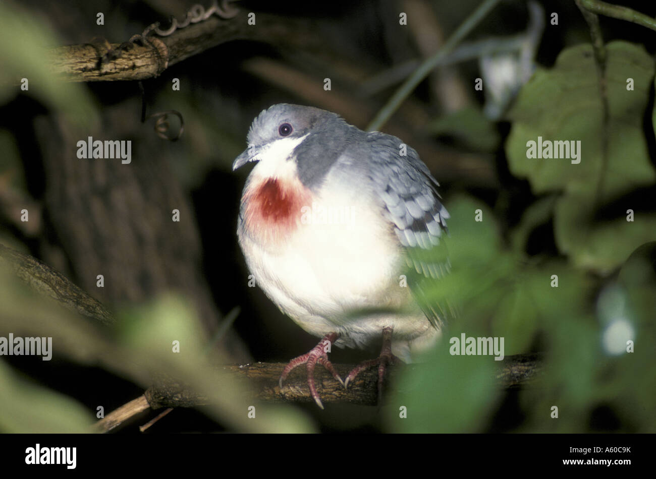 Luzonica High Resolution Stock Photography and Images - Alamy