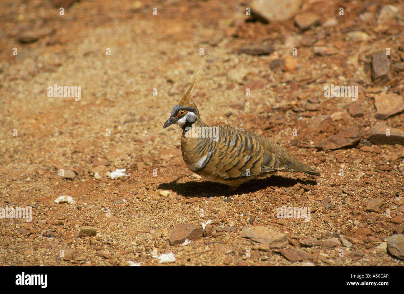 Spinifex Pigeon Geophaps plumifera Australia Stock Photo - Alamy