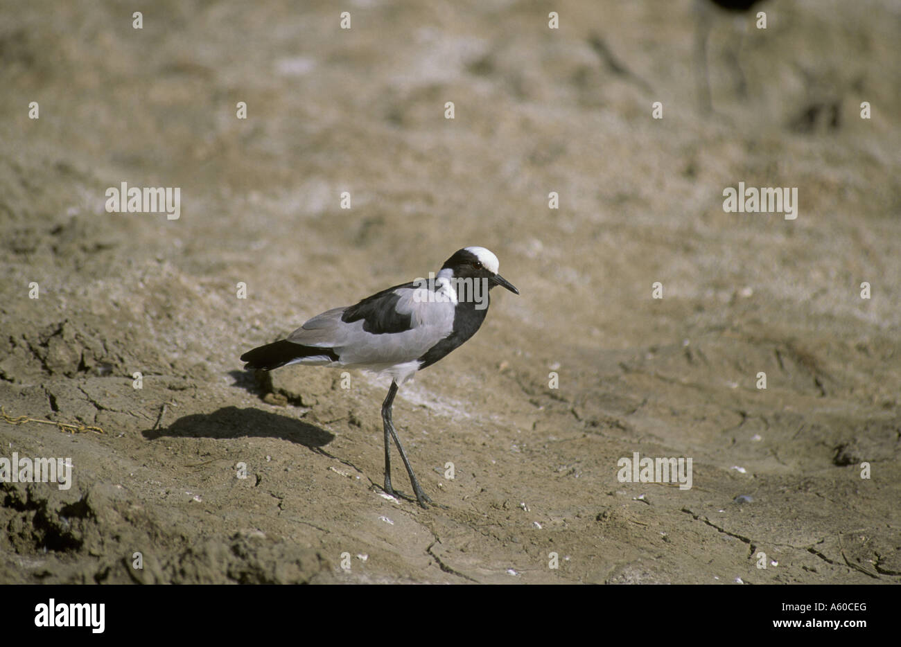 Blacksmith Plover Vanellus armatus Stock Photo - Alamy