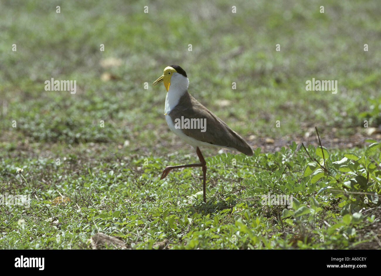 Masked Plover Vanellus miles Australia Stock Photo - Alamy