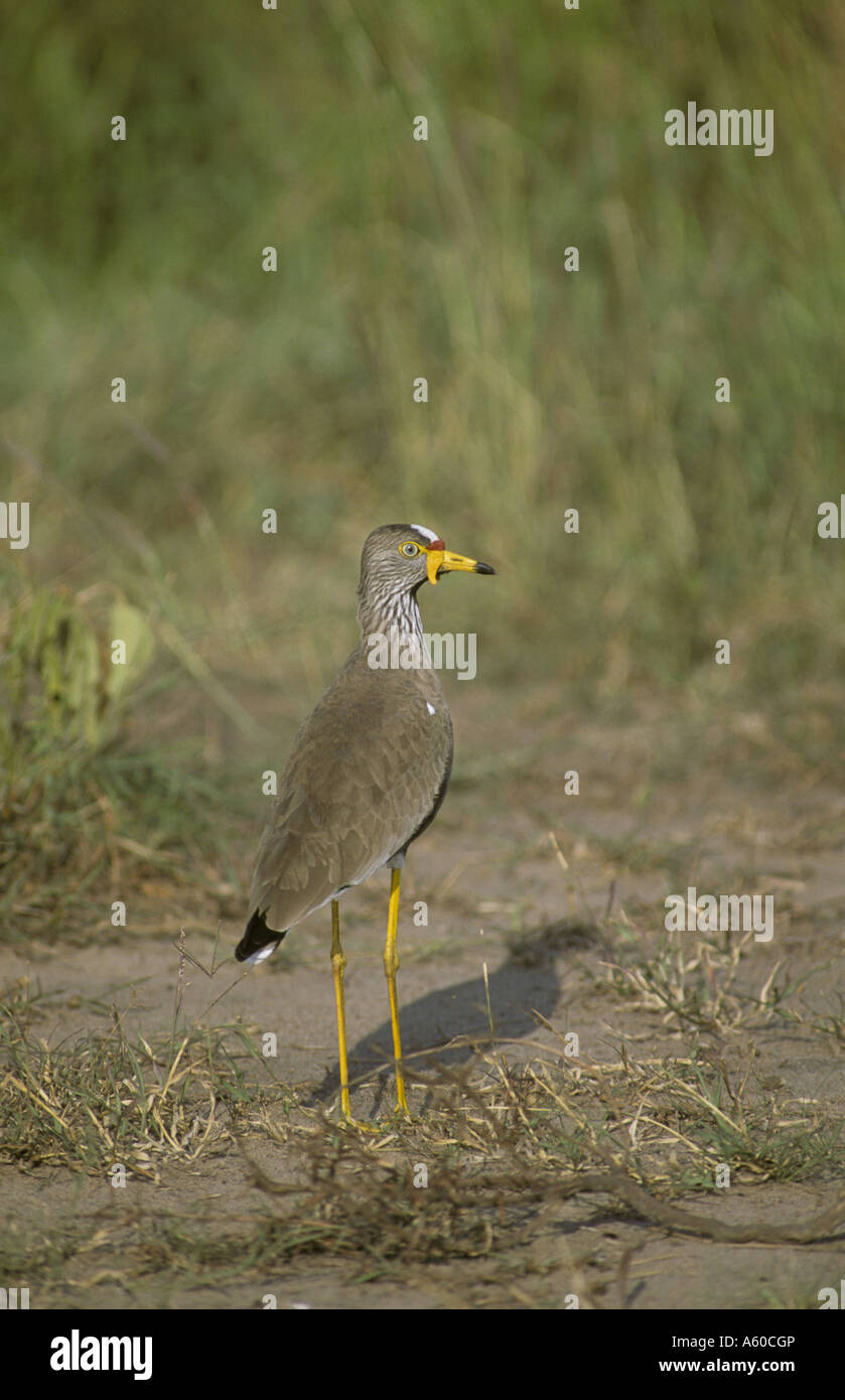 Wattled Plover Vanellus senegallus Stock Photo - Alamy