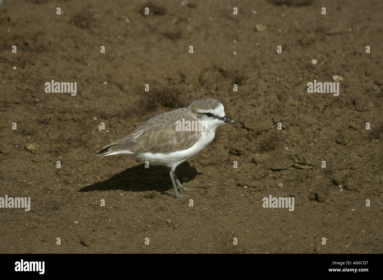White fronted Plover Charadrius marginats Cape Cross Namibia Stock ...