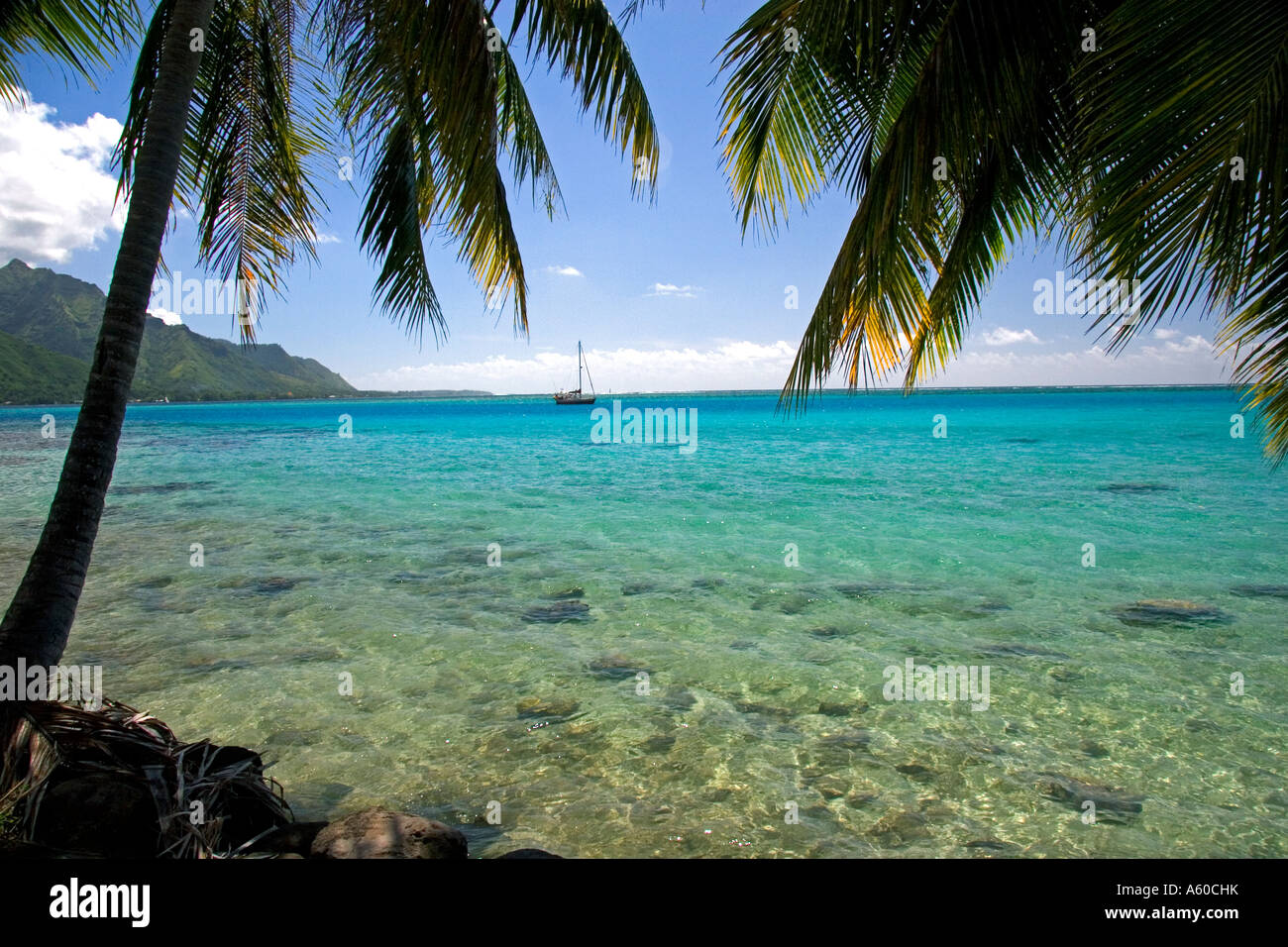 Lagoon and palm trees on the island of Moorea Stock Photo - Alamy
