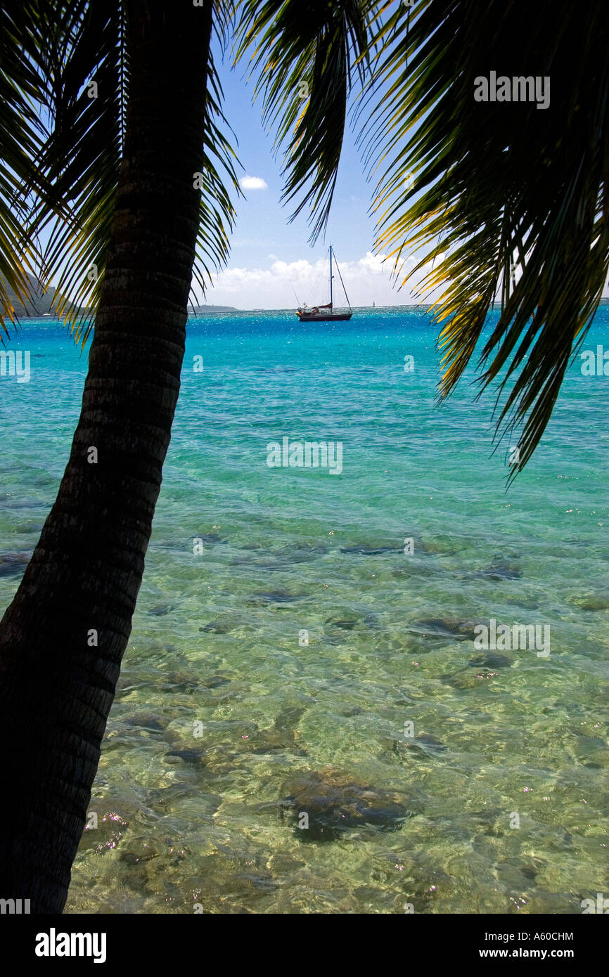 Lagoon and palm tree on the island of Moorea Stock Photo - Alamy