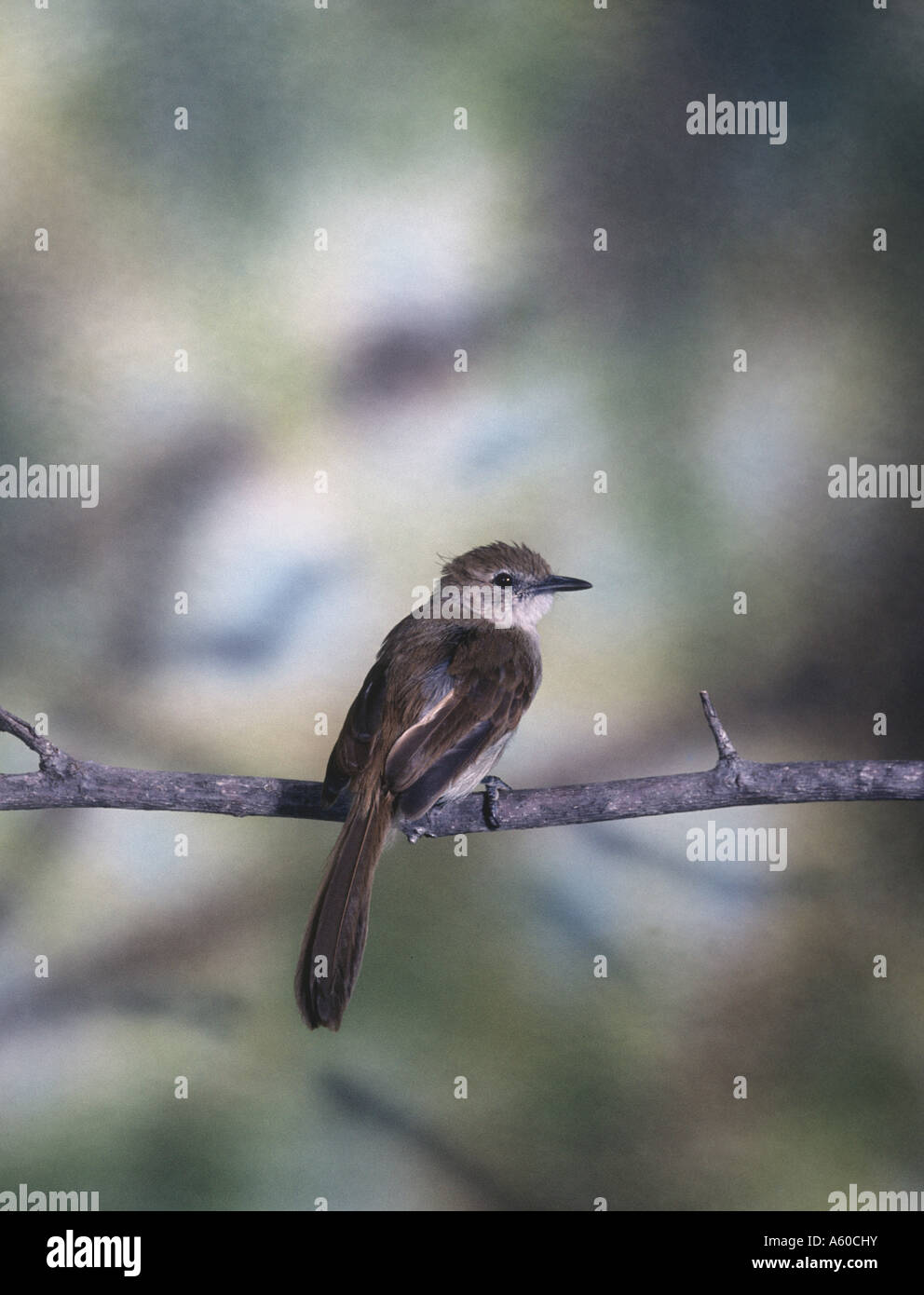 Prinias hi-res stock photography and images - Alamy