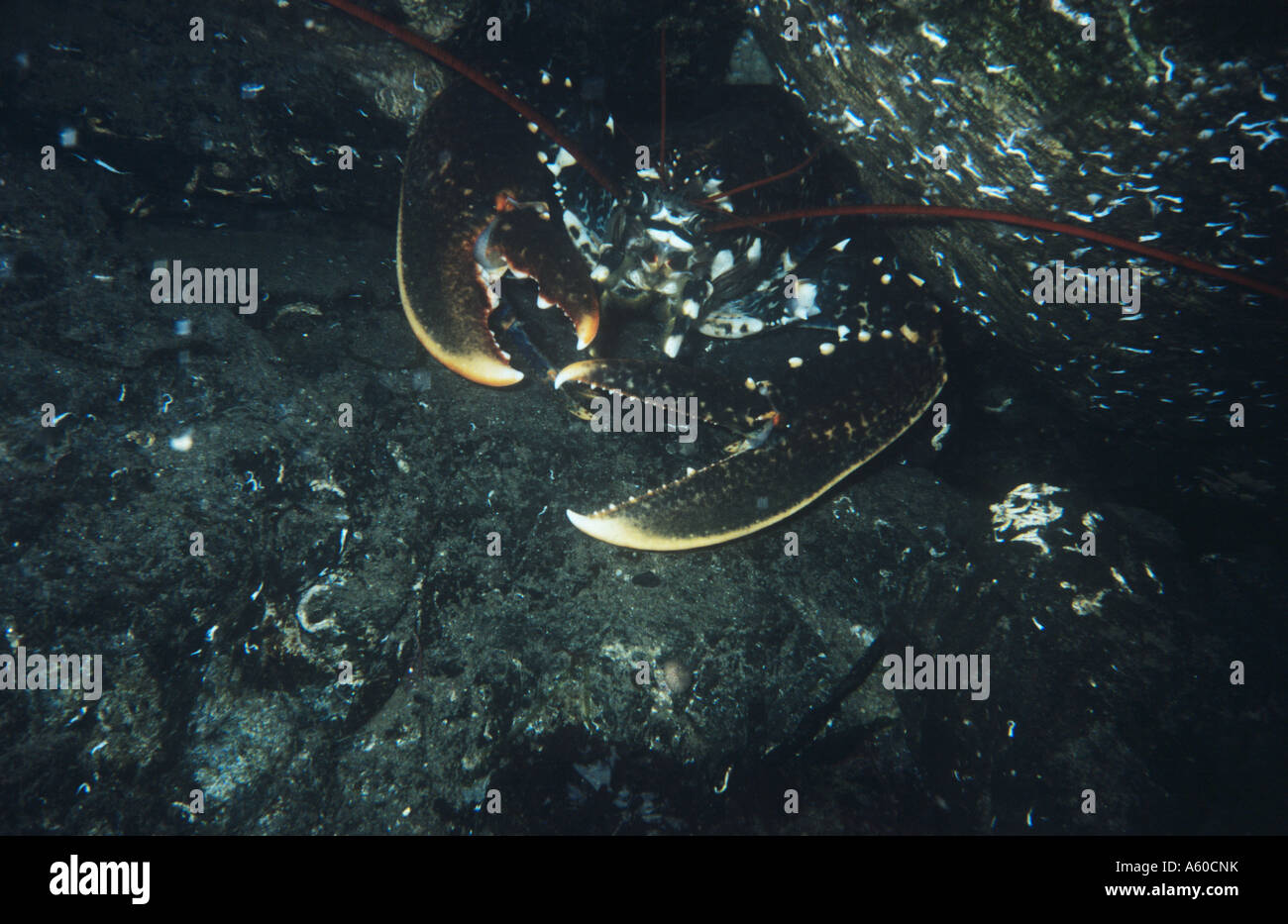 The manacles and mohegan hi-res stock photography and images - Alamy