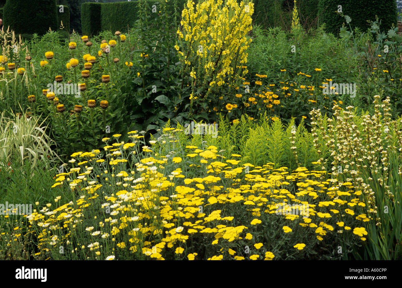 Yellow border Achillea Centaurea Stock Photo - Alamy