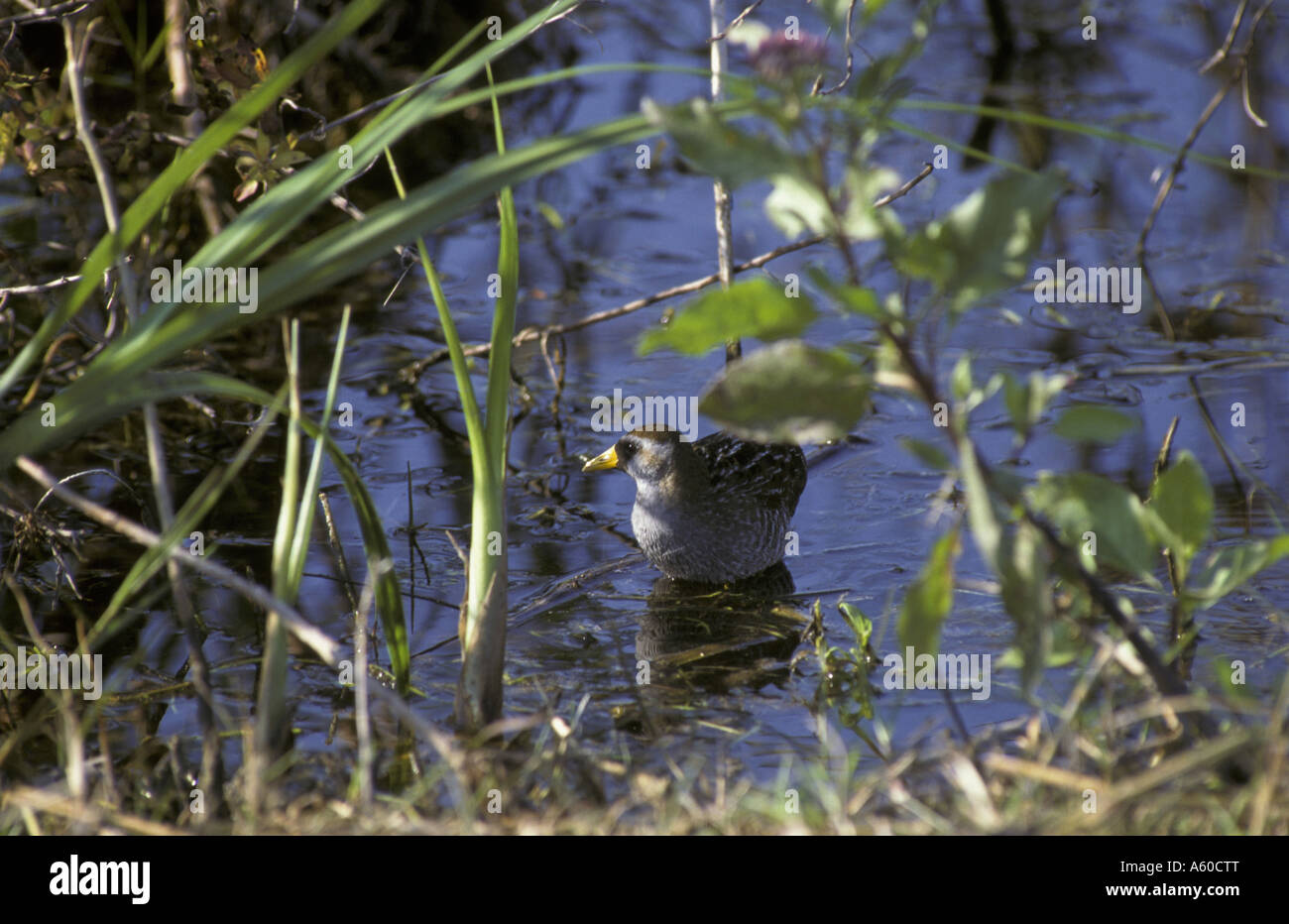 Sora Rail Porzana carolina Florida Stock Photo - Alamy