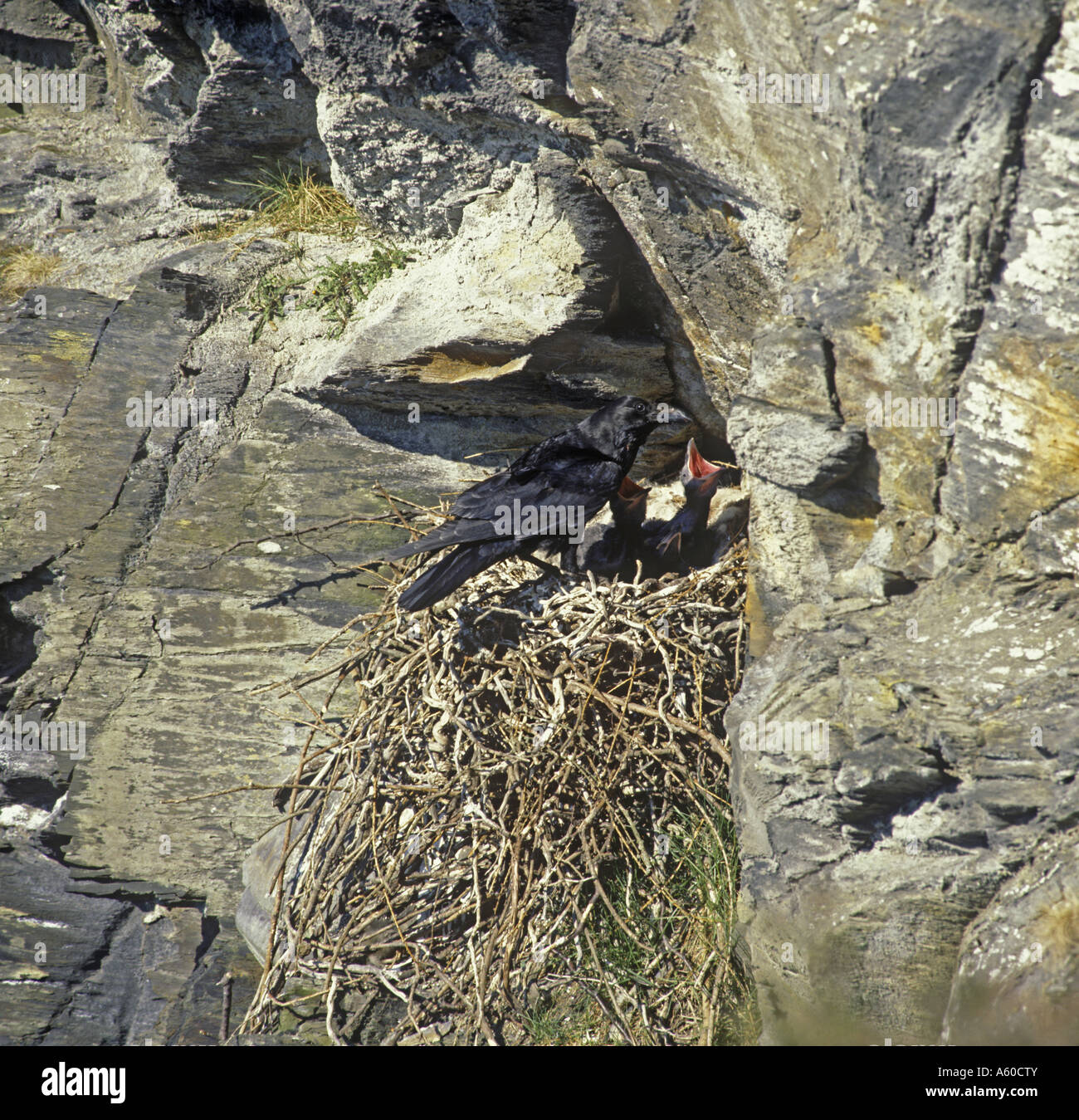 American crow nest hi-res stock photography and images - Alamy