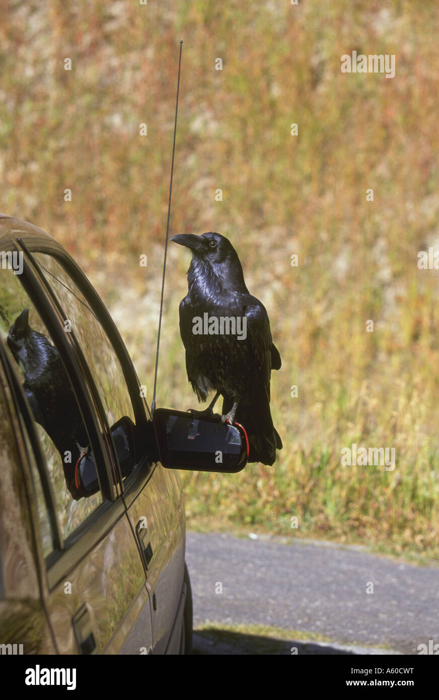 Raven ravens car hi-res stock photography and images - Alamy
