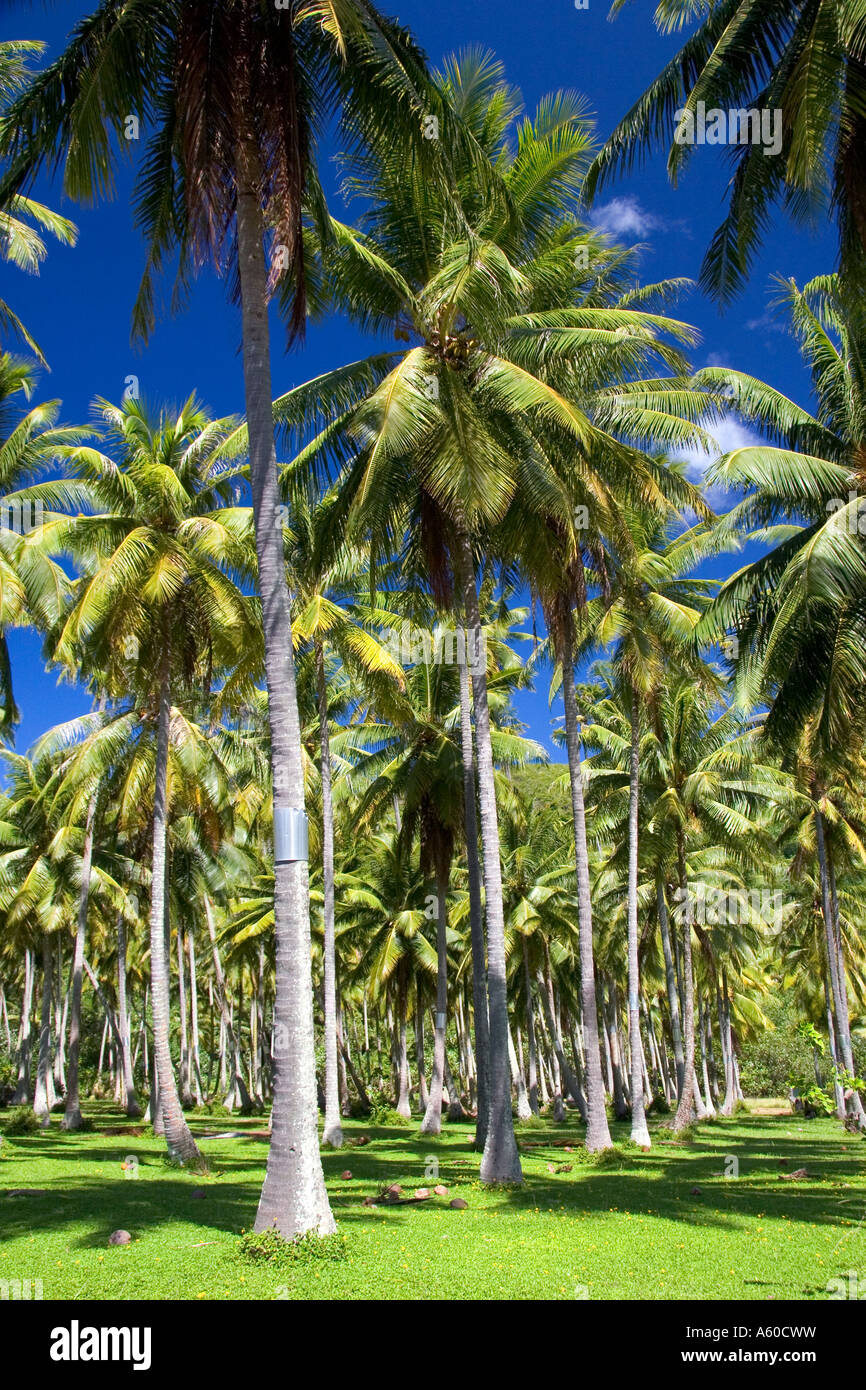 A grove of coconut palm trees on the island of Moorea Stock Photo - Alamy