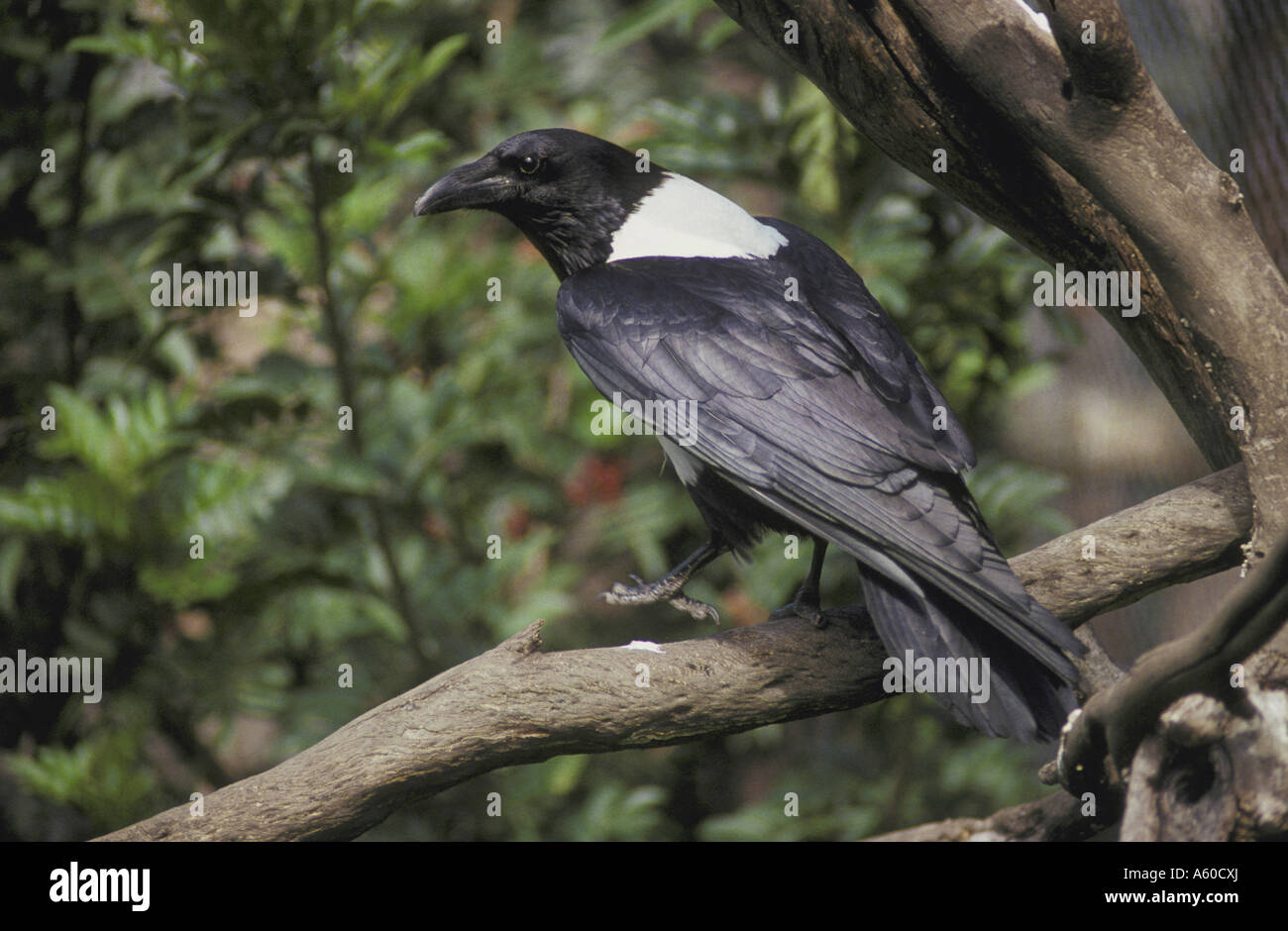 African white necked raven white naped raven hi-res stock photography ...