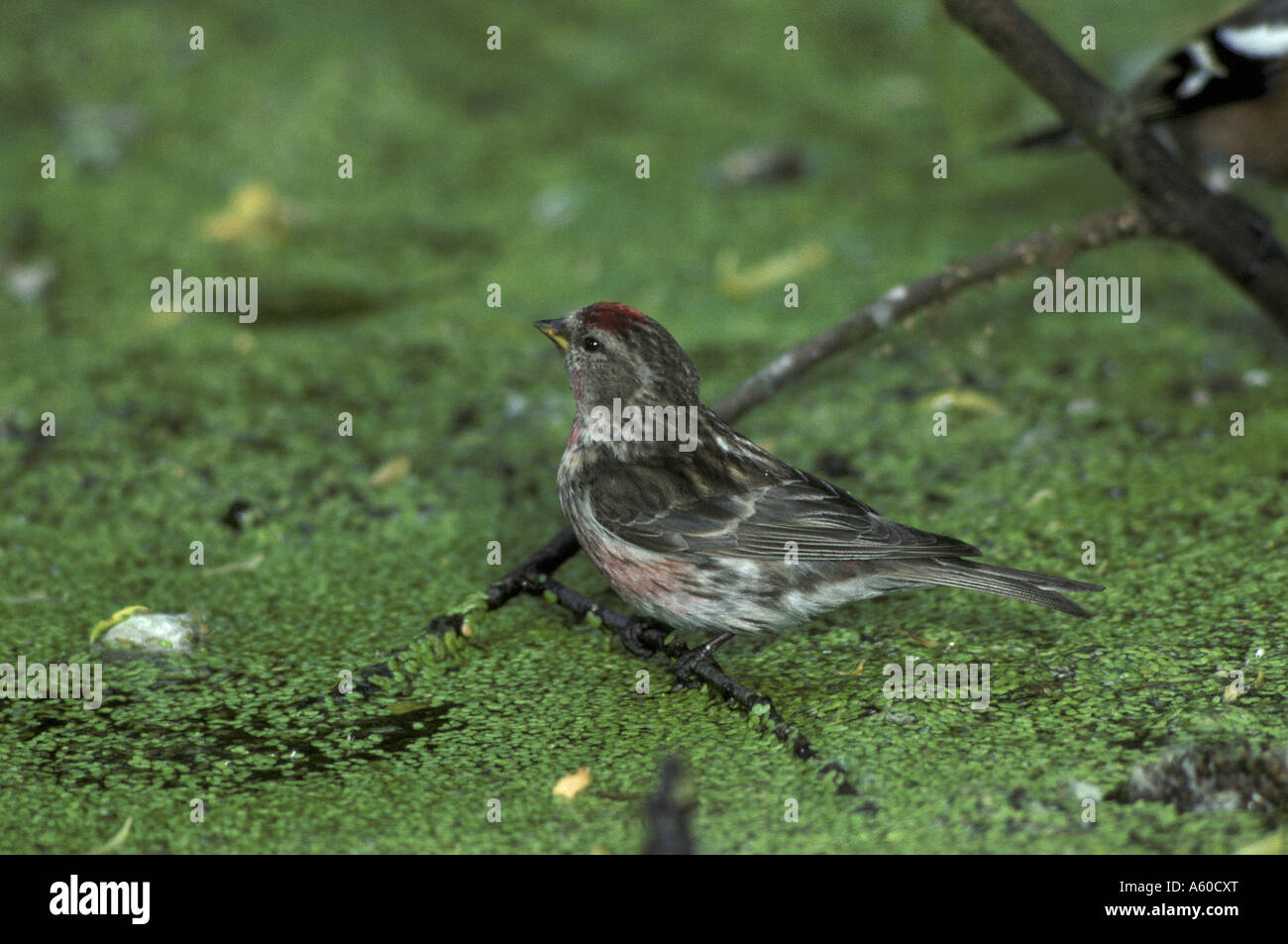 Redpoll Acanthis flammea Perched on stick in water duckweed Stock Photo ...
