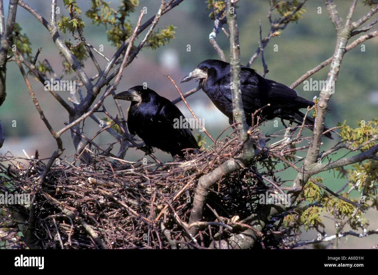 Rooks nest hi-res stock photography and images - Alamy