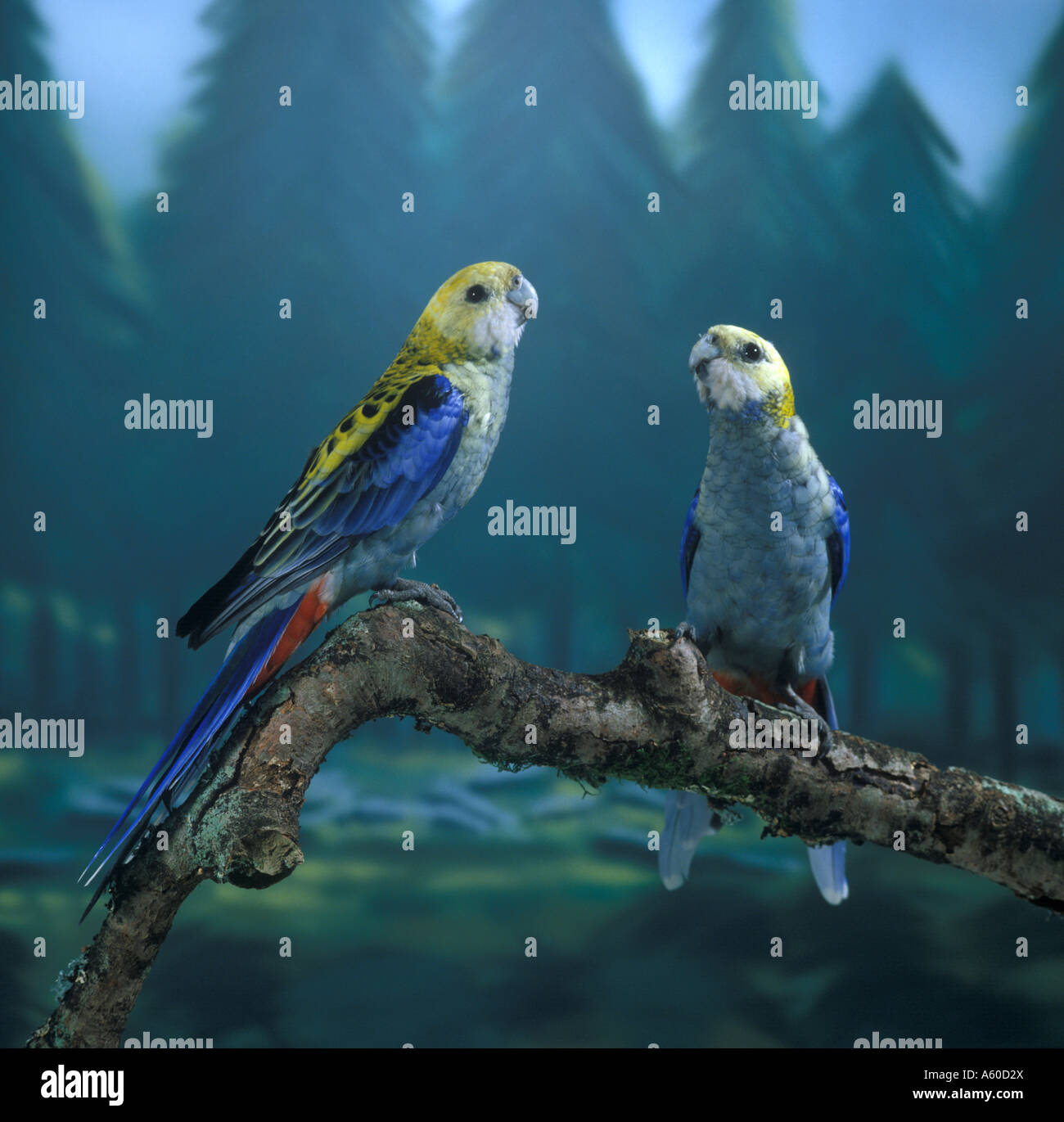 Yellow rosella hi-res stock photography and images - Alamy