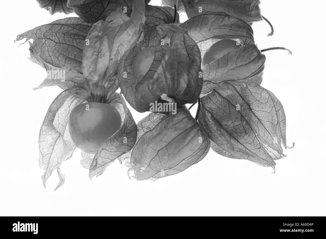 Berry physalis Black and White Stock Photos & Images - Alamy