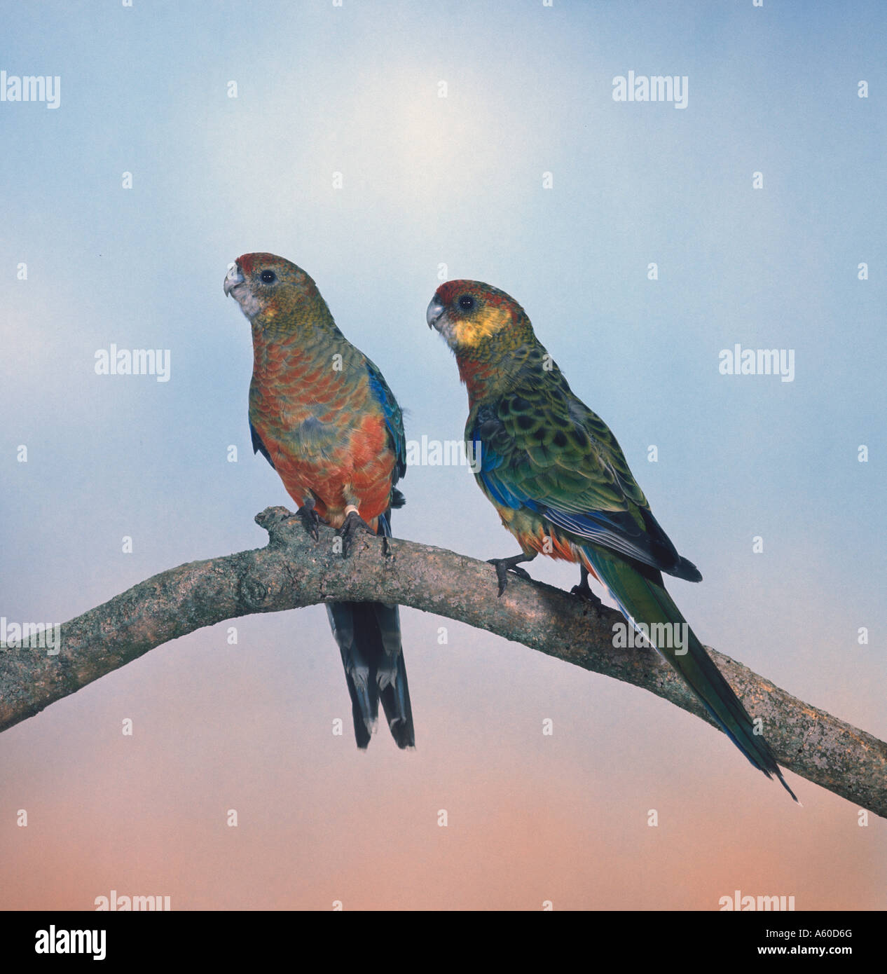 Western Rosella or Stanley Parakeet Platycercus isterotis Stock Photo ...