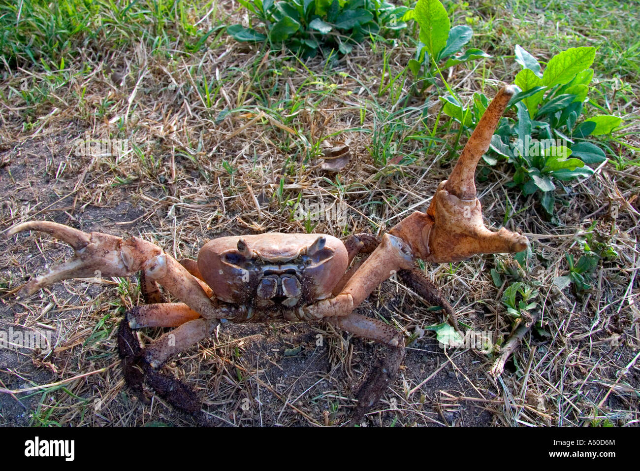 Tupa crab on the island of Moorea Stock Photo - Alamy