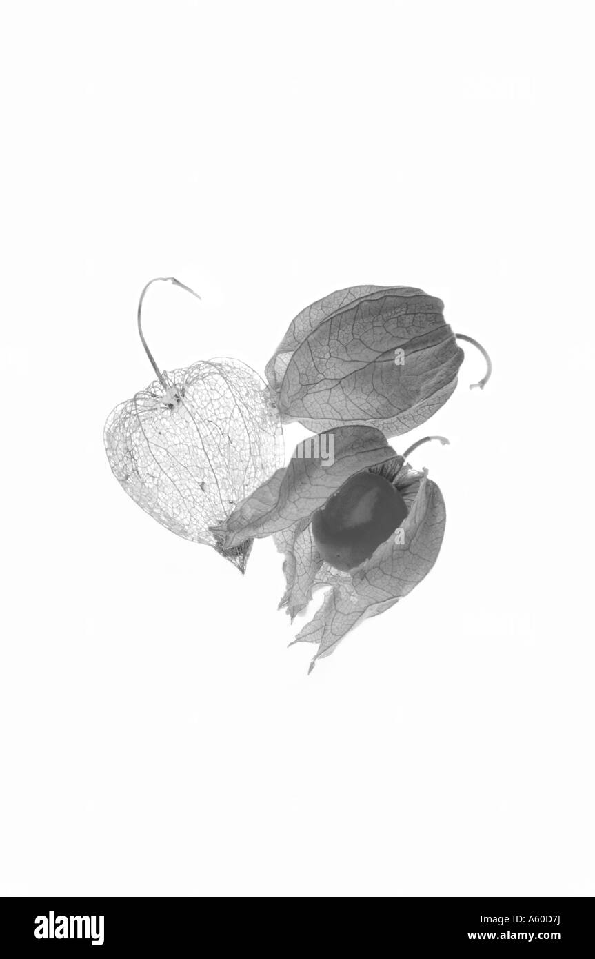 Skeletonised and whole Physalis with fruit on white background in black ...