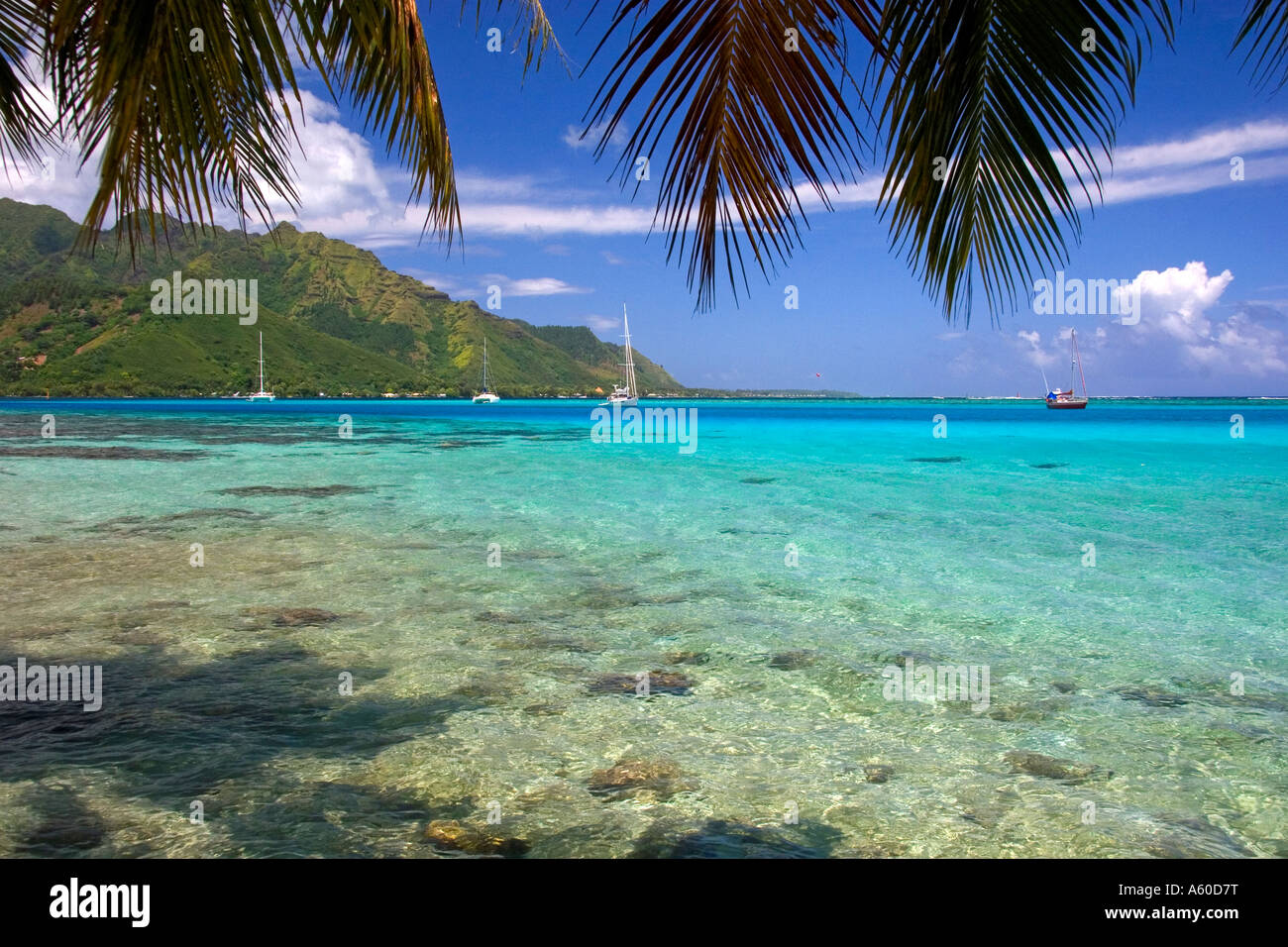 Sailboats anchored in the lagoon off the island of Moorea Stock Photo ...
