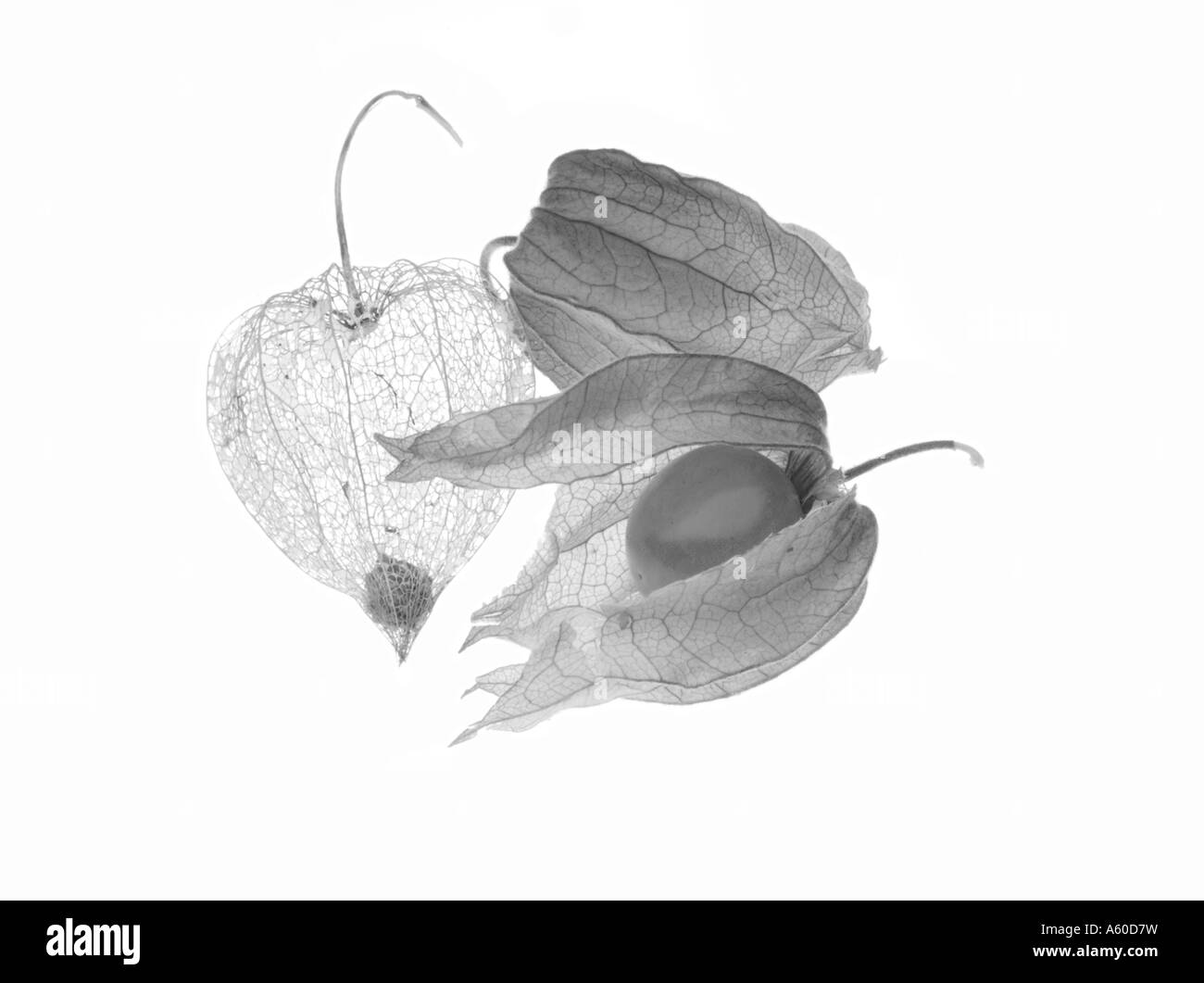 Skeletonised and whole Physalis with fruit on white background in black ...
