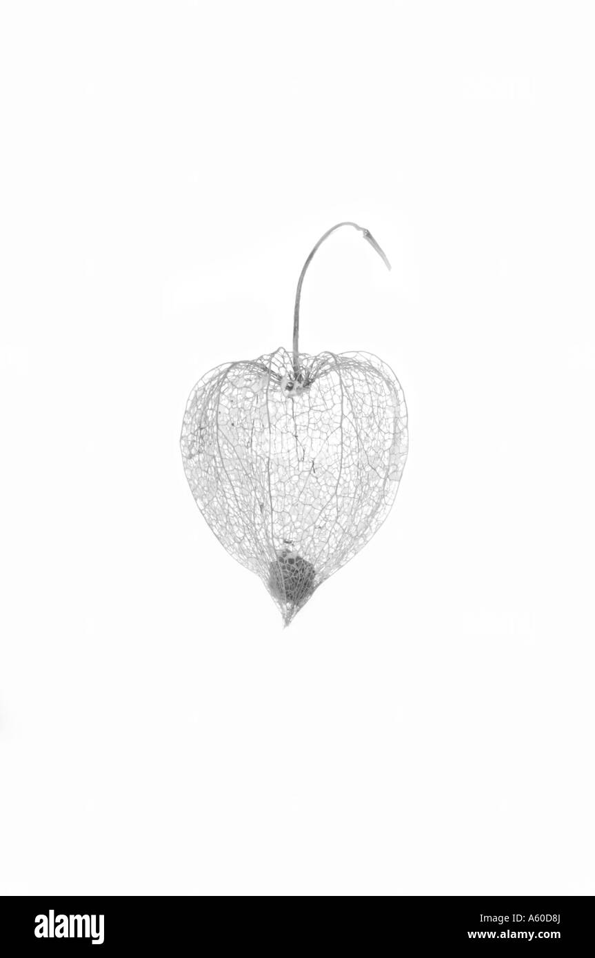 Skeletonised single Physalis with fruit on white background in balck ...