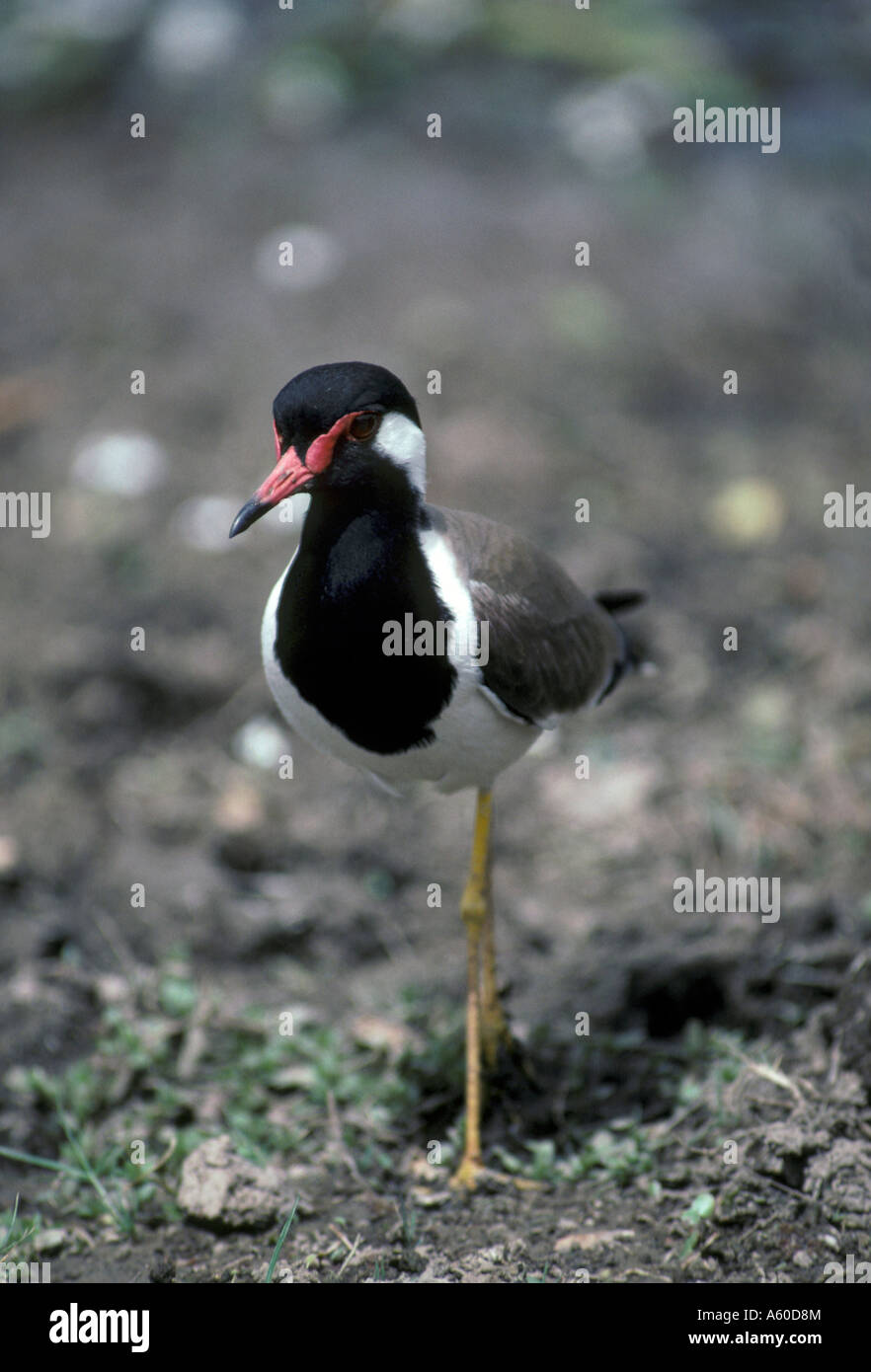 Red wattled Plover Vanellus indicus Stock Photo - Alamy