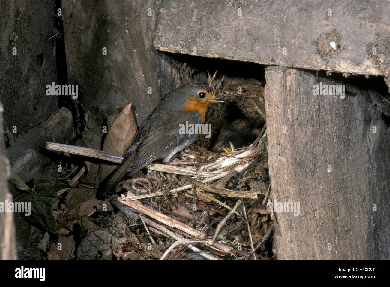 Robin Erithacus rubecula at nest in old shed Stock Photo - Alamy