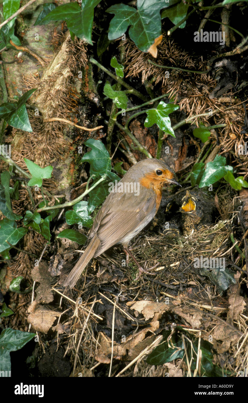 Robin Erithacus rubecula at nest feeding young Stock Photo - Alamy