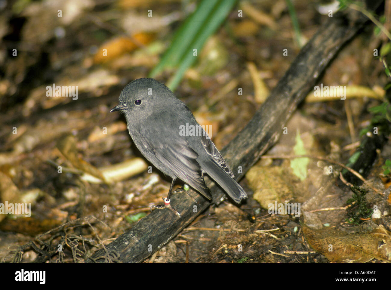Robin island hi-res stock photography and images - Alamy