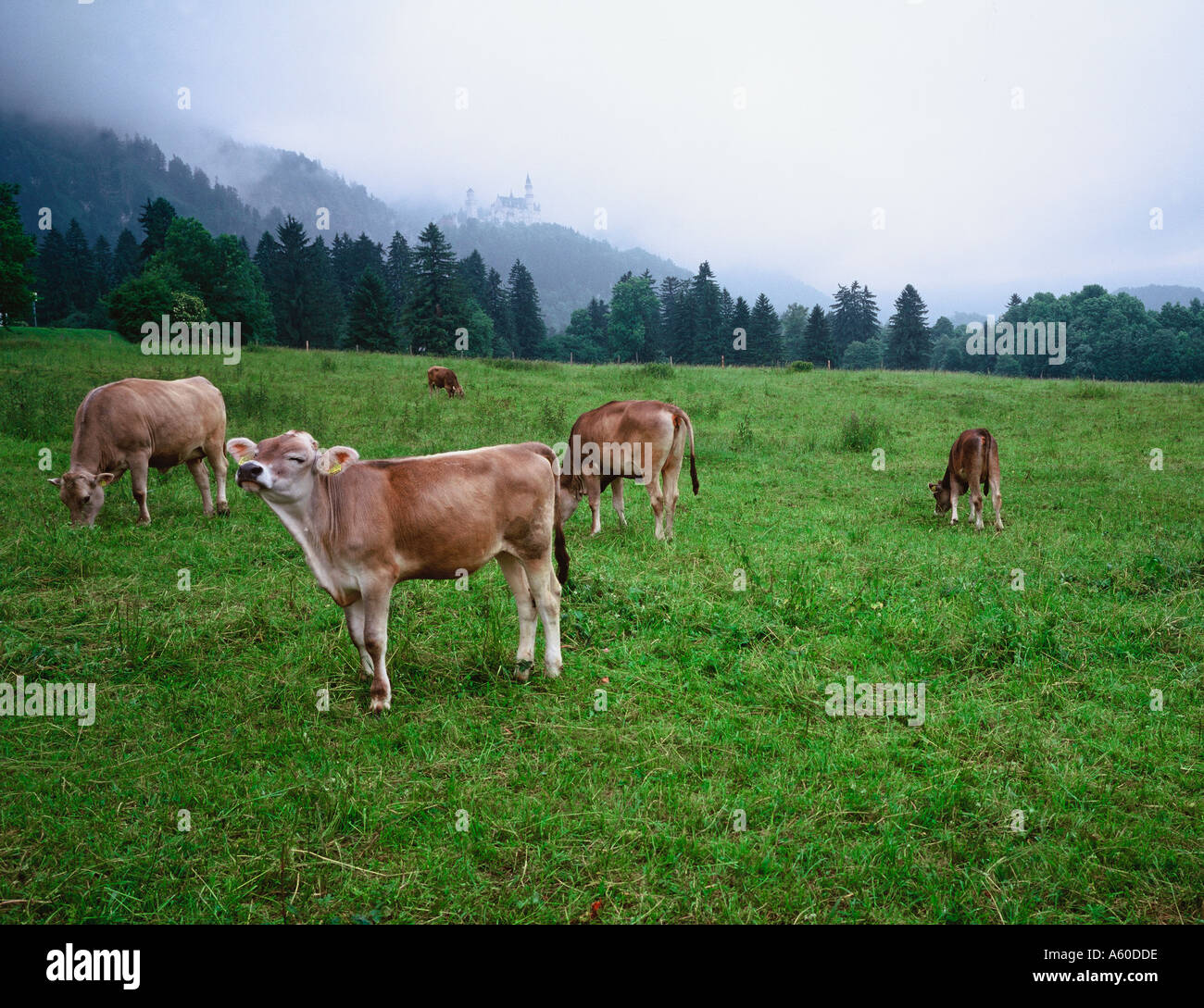Bavarian Cows in a field beneath Neuschwanstein Stock Photo - Alamy