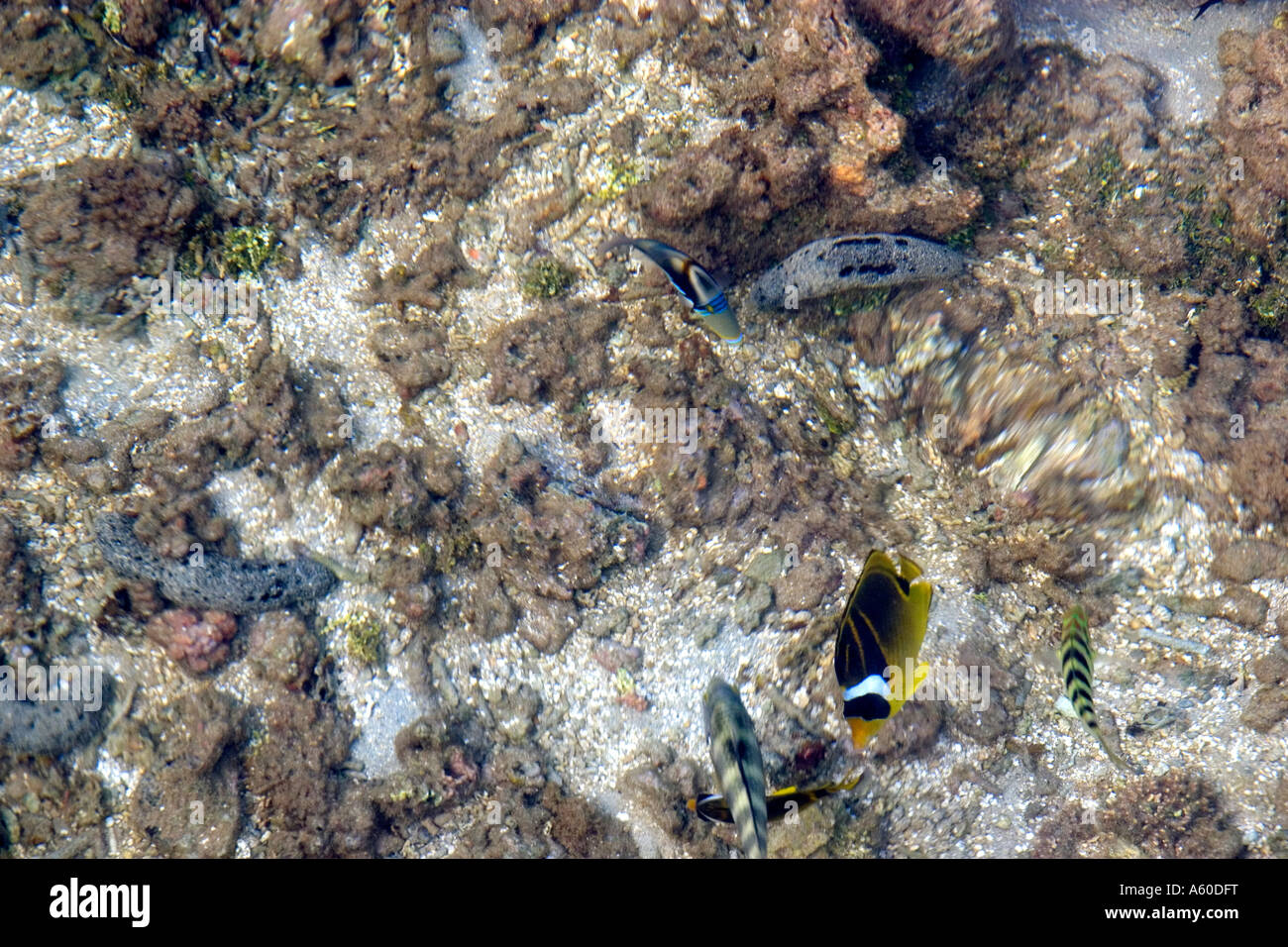 Underwater view of coral and tropical fish in the lagoon on the island ...
