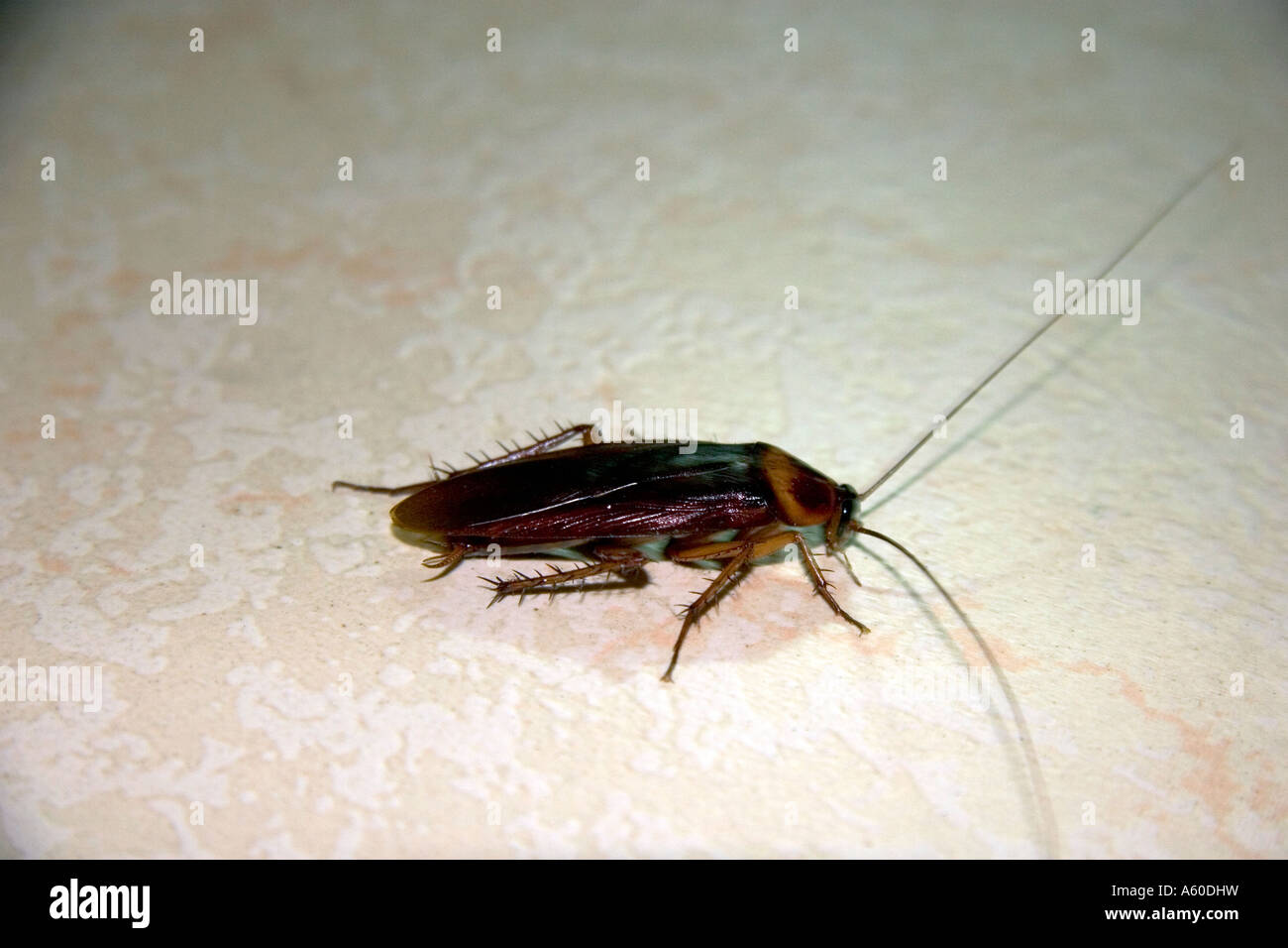 A cockroach on the island of Tahiti Stock Photo - Alamy