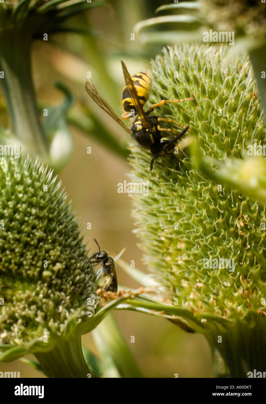 Common teasle hi-res stock photography and images - Alamy