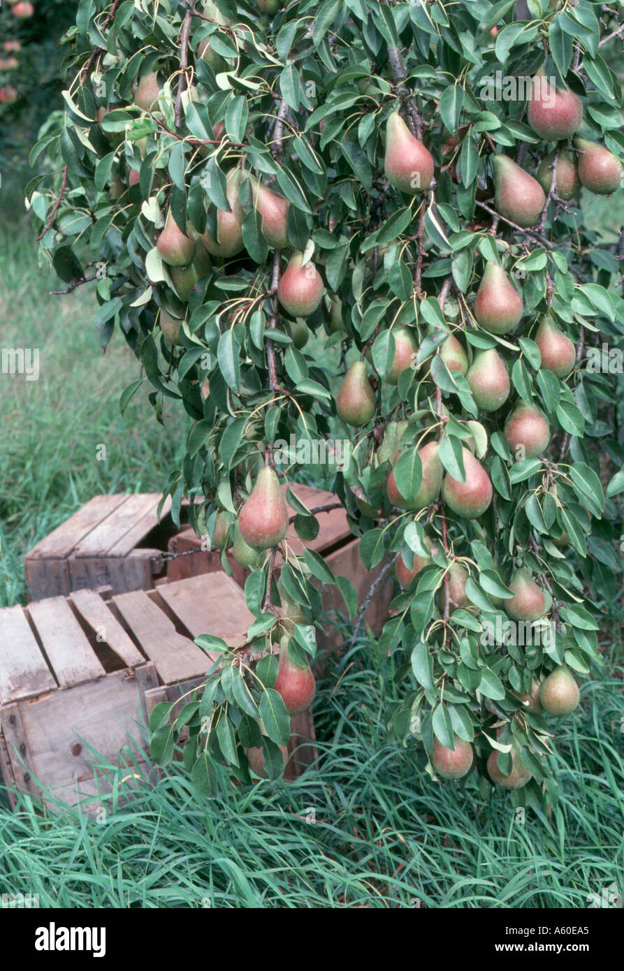 beautiful pear tree with fruit Stock Photo - Alamy